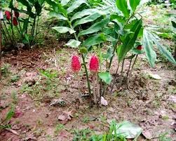 KHASIAT DAN MANFAAT LEMPUYANG PAHIT, LEMPUYANG GAJAH DAN LEMPUYANG ...