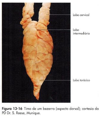 AnatoVet: SISTEMA LINFÁTICO
