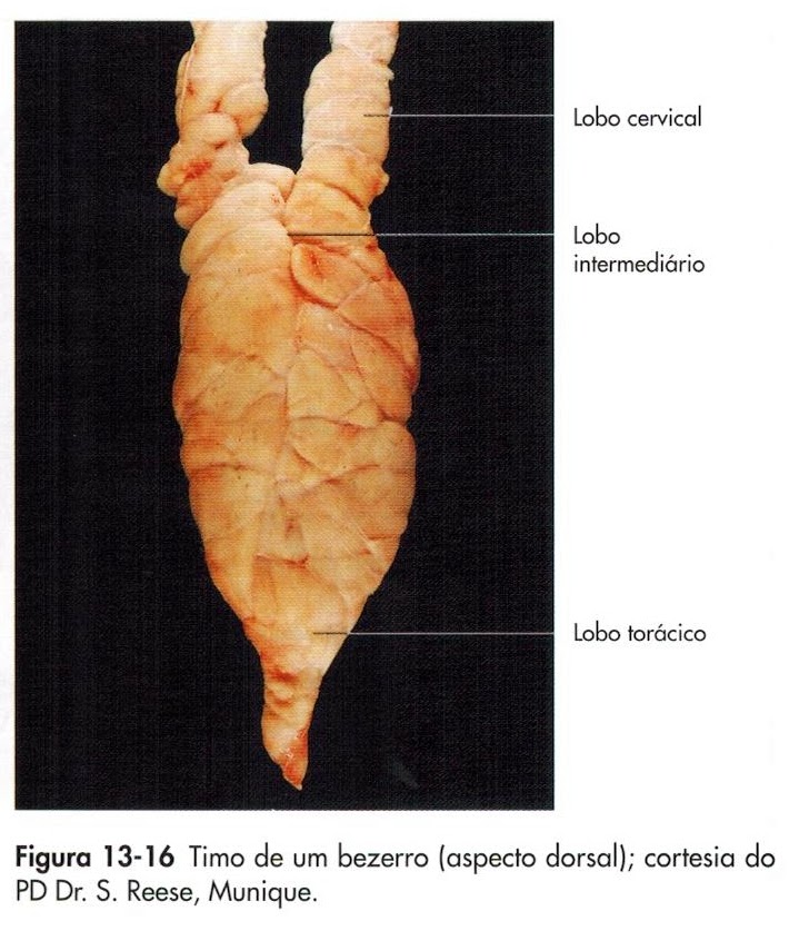 Diário de Uma Estudante de Medicina Veterinária 2° semestre - Corpo ...