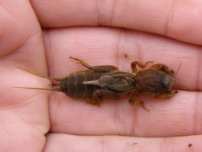 TYPES OF INSECTS : African Mole Cricket