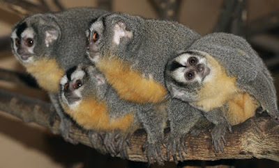 Aotidae; Aotinae; Aotinés; Douroucoulis; Singe hibou; Singes de nuit ...