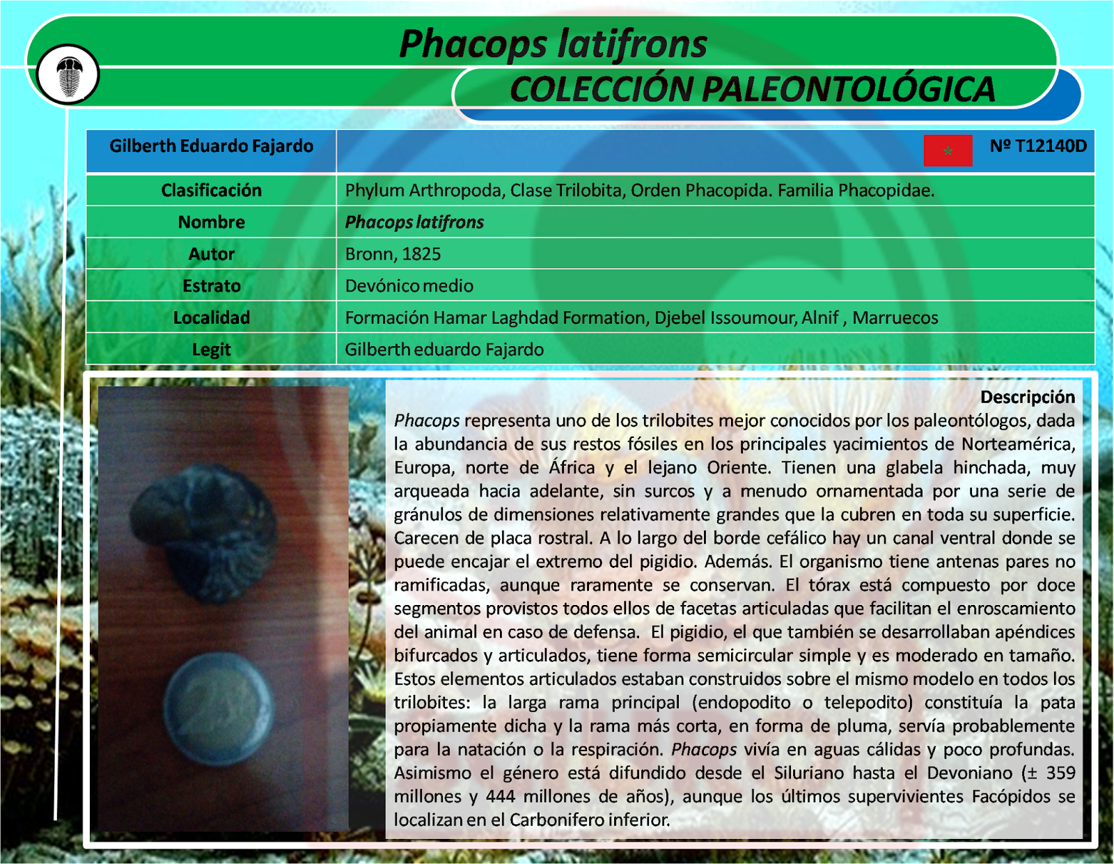 La Sciuro: COLECCIÓN PALEONTOLÓGICA: Phacops latifrons