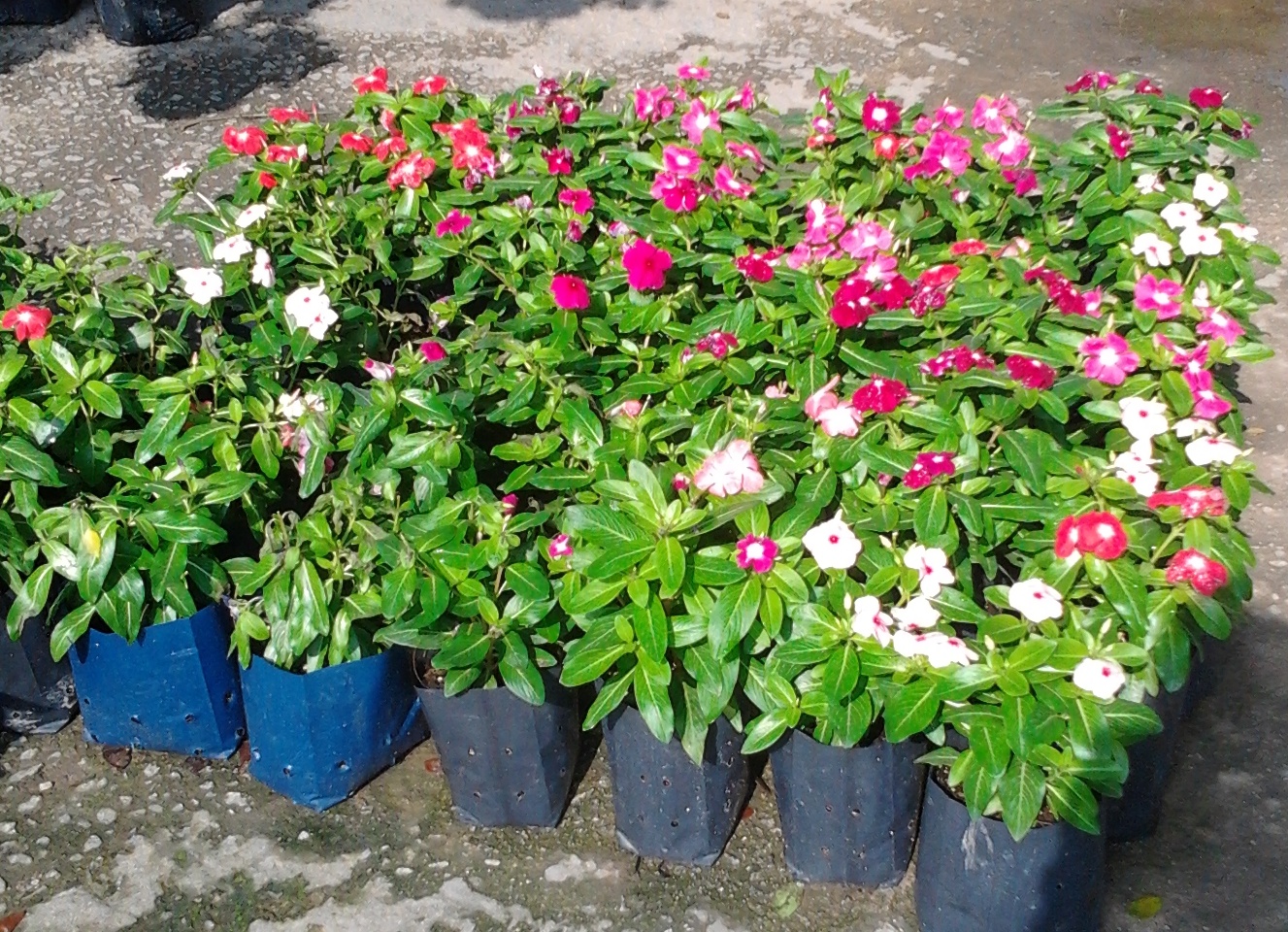 Welcome To: Pokok Bunga