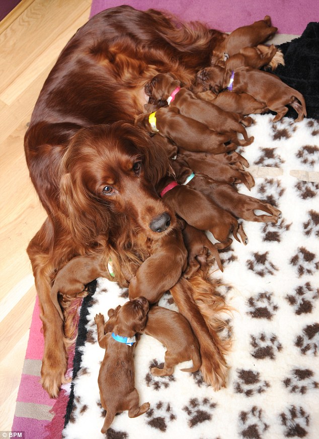 Flash News: Red Setter has 15 puppies - Almost double the average!