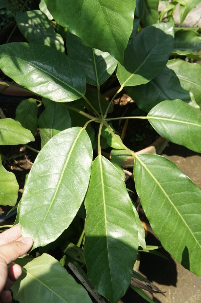 OUR PHILIPPINE TREES: Counting my 'Fingers'