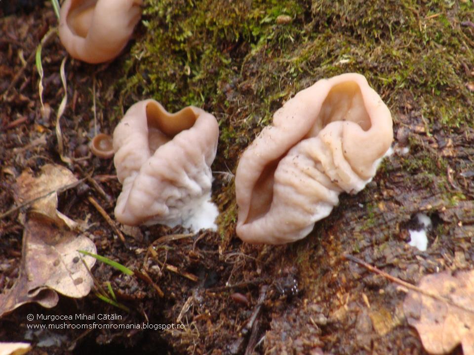 Mushrooms from Romania: aprilie 2018