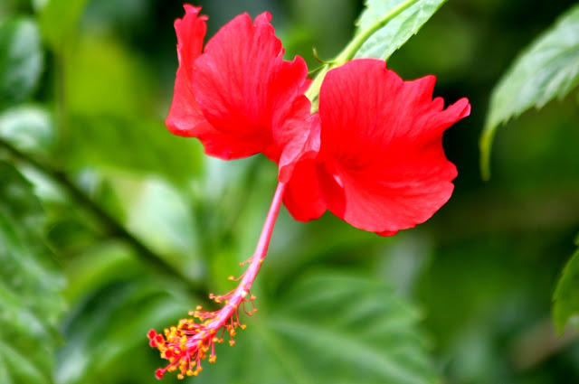 Cherishing India.....: Flowers of Odisha: part III......