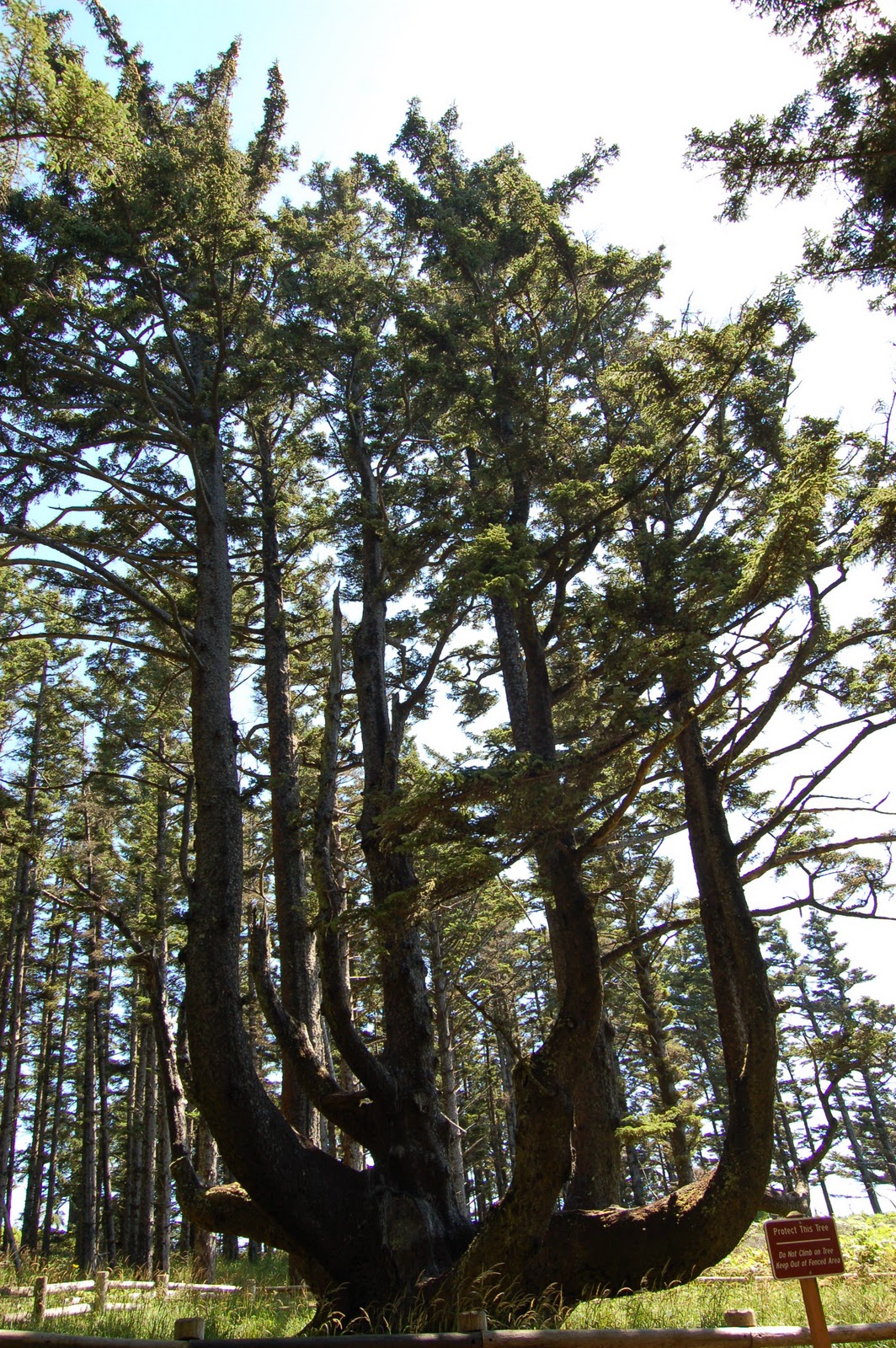 The Tovar Times: The Octopus Tree