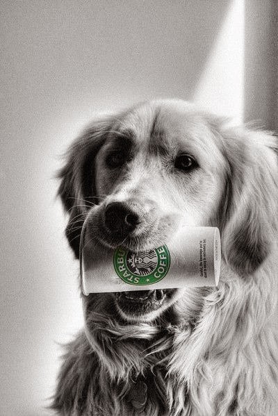 LOS ANIMALES DE PEPILO: ANIMALES TOMANDO CAFÉ