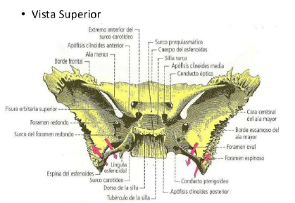 Vista Anterior Del Etmoides - postswcnz.over-blog.com
