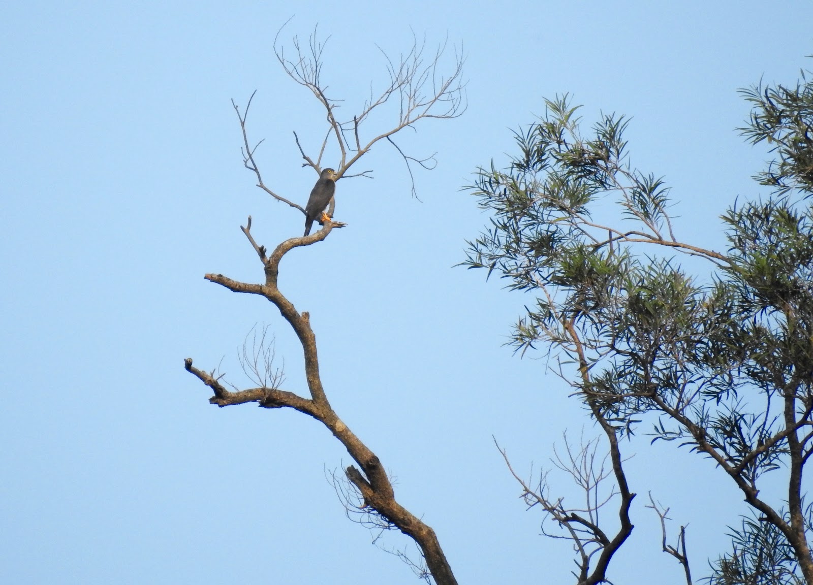 台灣-鳥類與昆蟲-自然觀察記錄: 九月-秋過境的-赤腹鷹 Accipiter soloensis/Chinese Sparrowhawk /鷹 ...