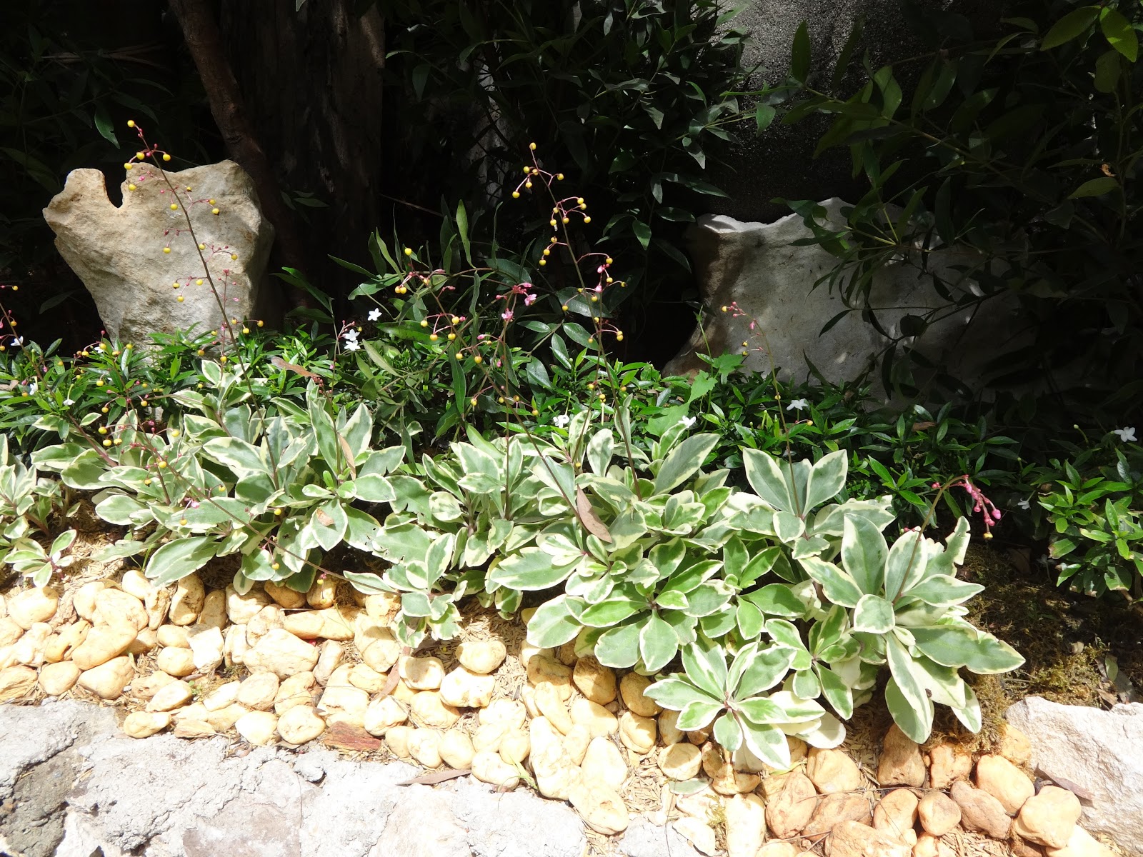 Herbs from Distant Lands: Talinum triangulare - Philippine Spinach ...