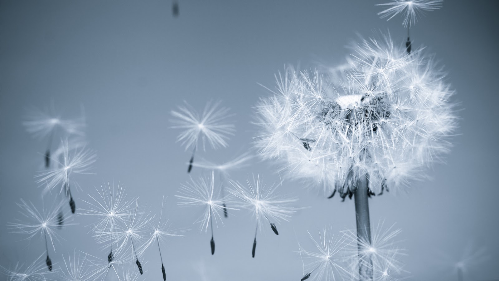 Dandelion | HD Wallpapers (High Definition) | Free Background