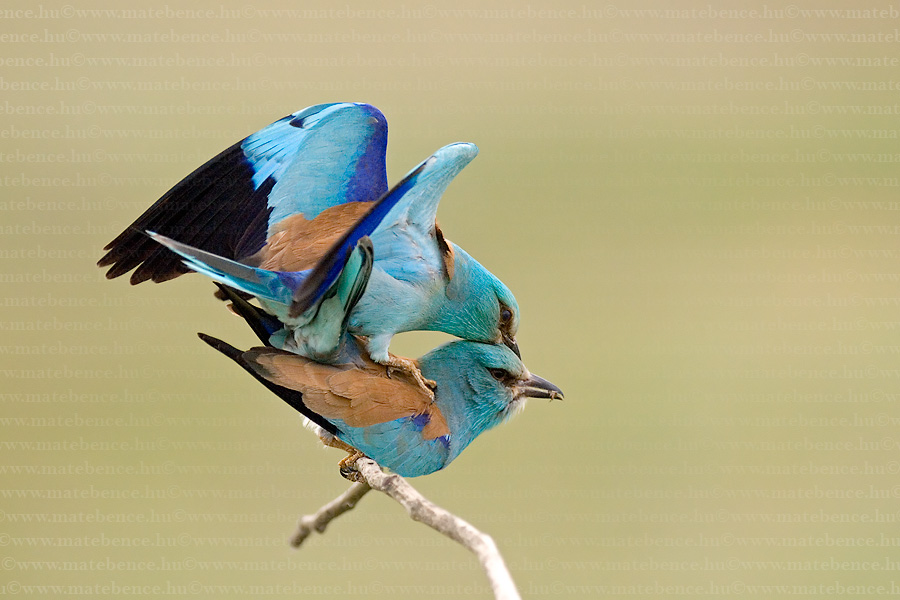 El ojo del buitre: Aves - Carraca europea (Coracia garrulus)