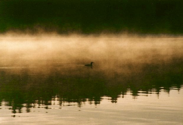 A Year of Being Here: Mary Oliver: "The Loon"