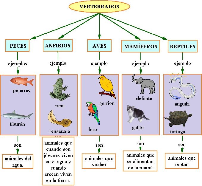 ADAPTACIONES DE LOS SERES VIVOS