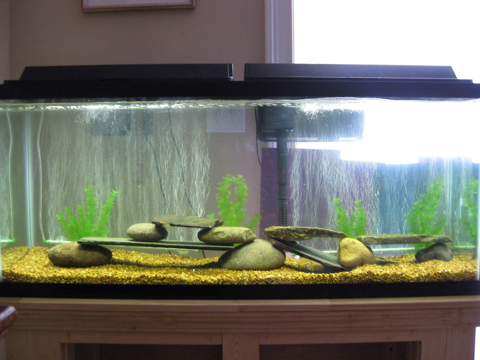 Yellow Bullhead Catfish Tank and Care