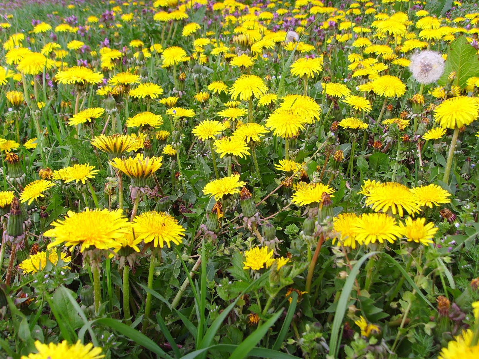 ROGVAIV: banala PAPADIE