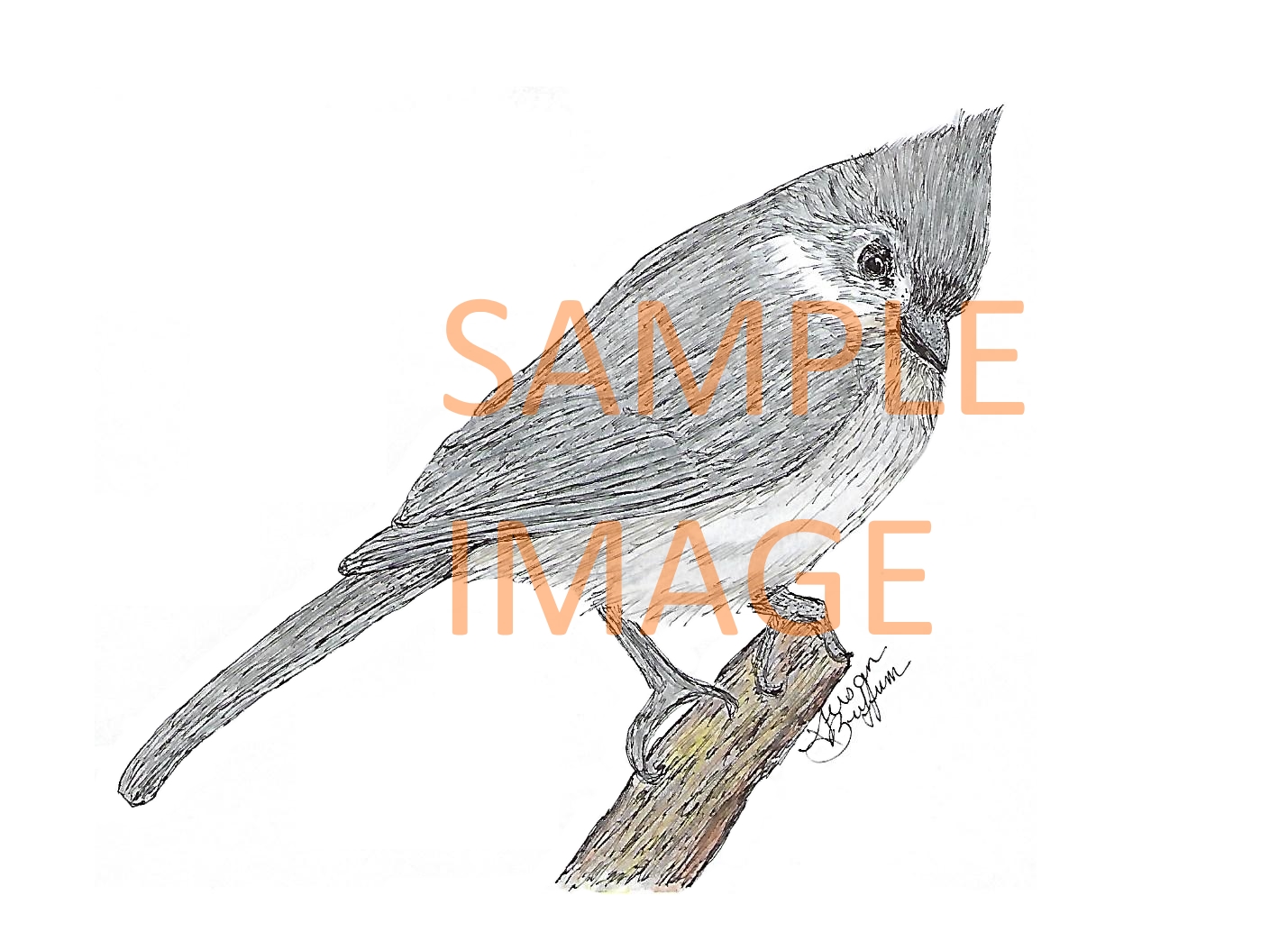 Susan Buffum- Author: Birds