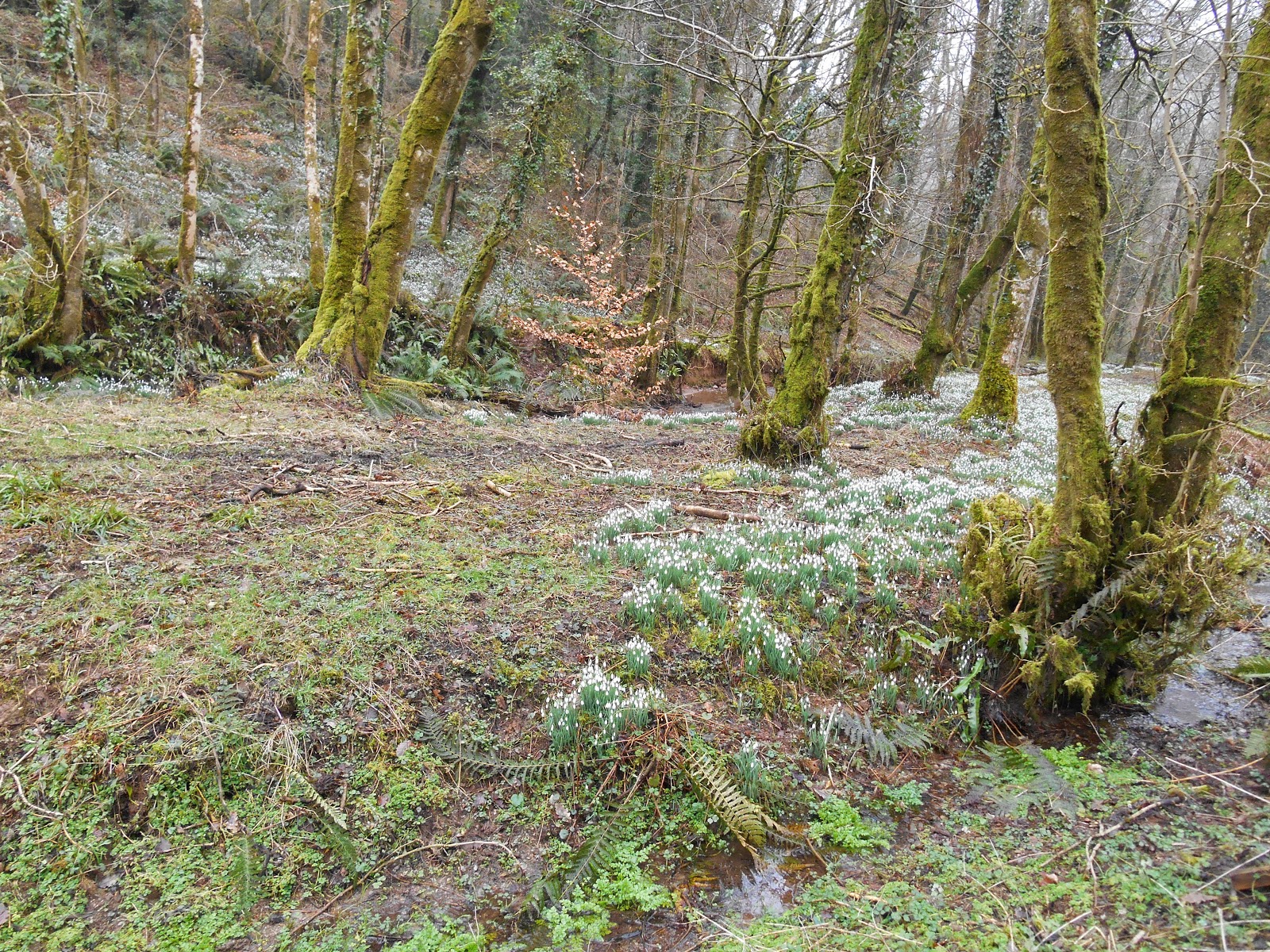 Off the Beaten Track in Somerset: Snowdrop Valley, Wheddon Cross, Exmoor