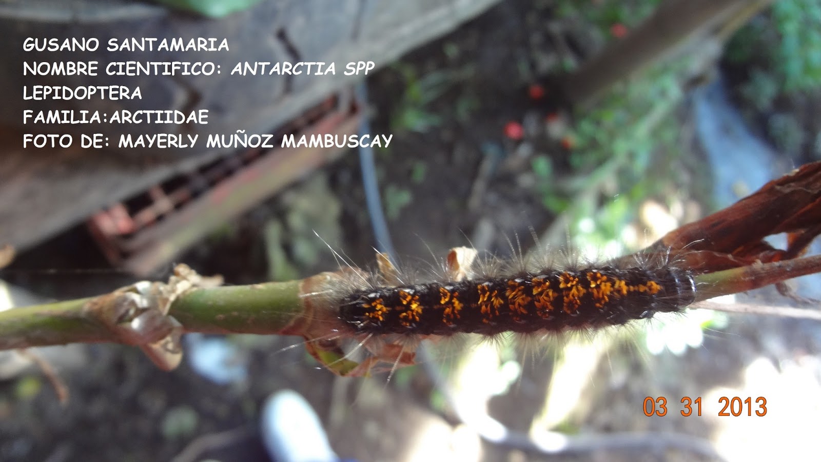 ZOOLOGÍA Y FISIOLOGÍA ANIMAL