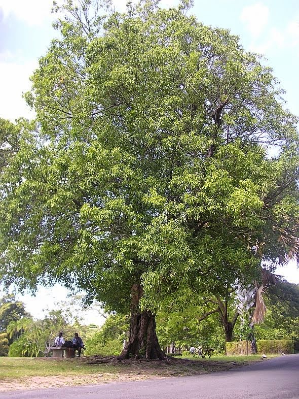 Reforestation and the Medicinal Uses of Trees -Liliana Usvat Research ...