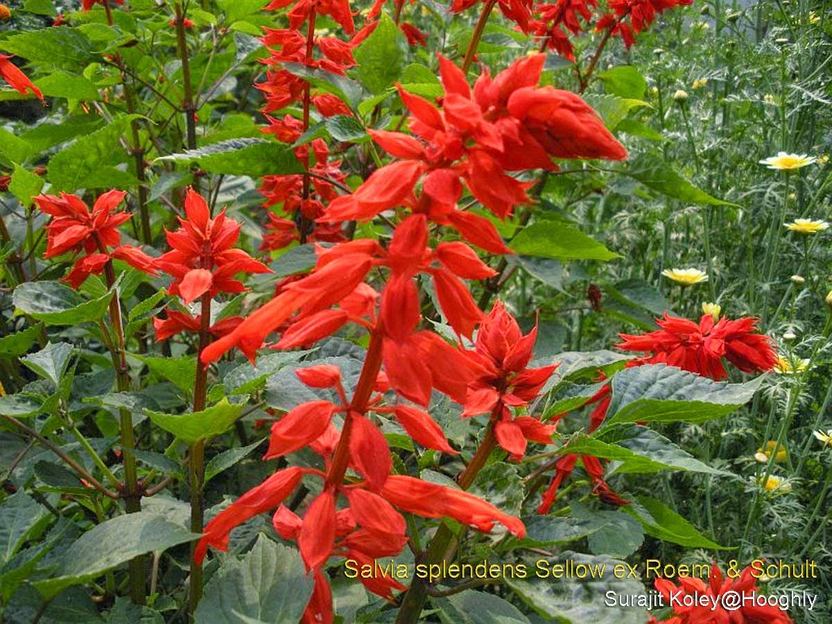Medicinal Plants: Salvia splendens, bonfire salvia, scarlet sage