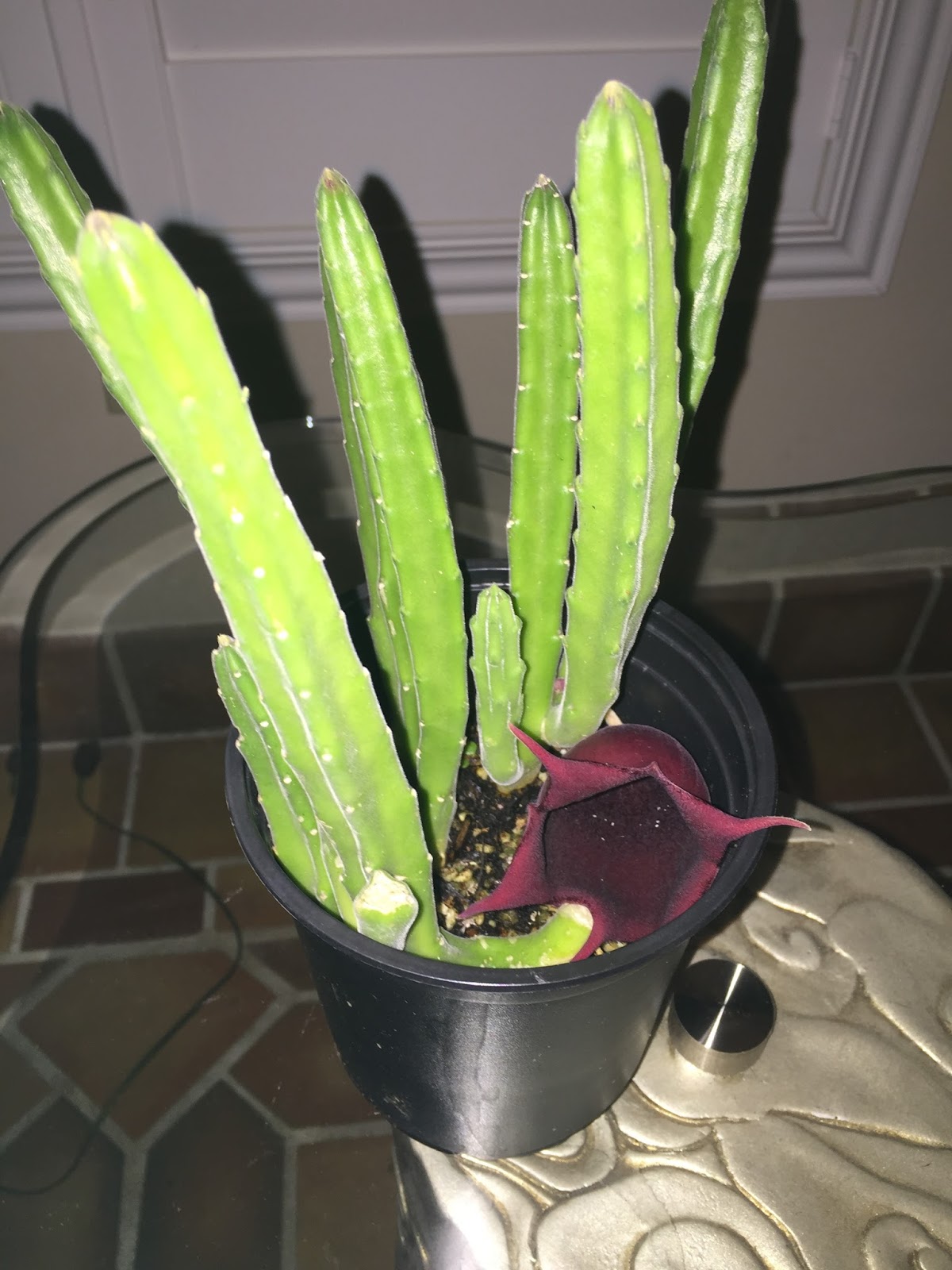 The Stunning Stapelia Succulent Flower