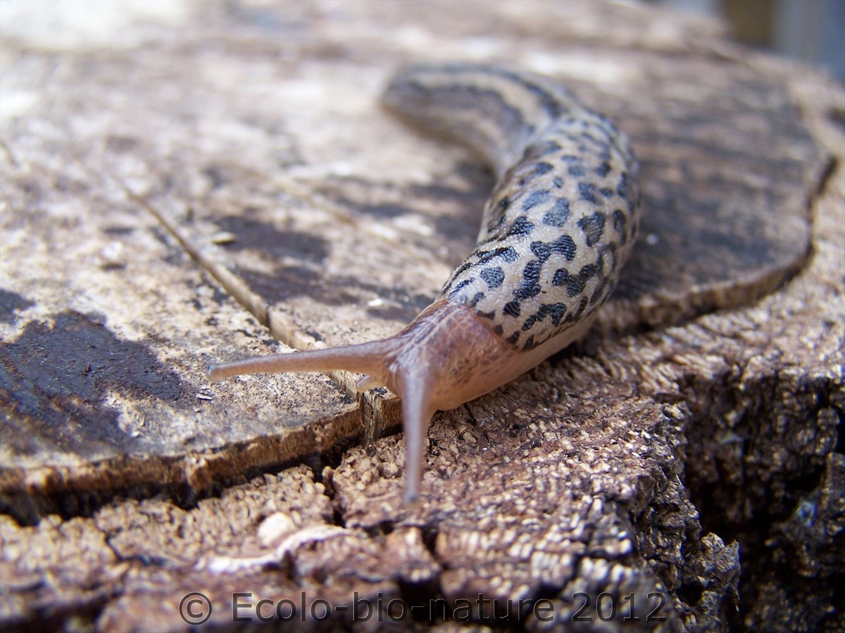 La limace tigrée : une limace mangeuse de limace