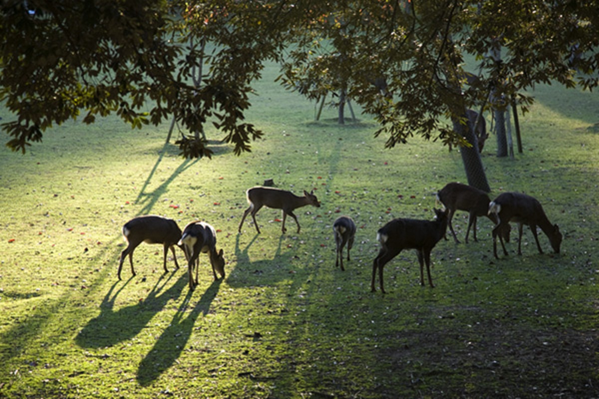 Wanderlust: Malsi Deer Park - Dehradun