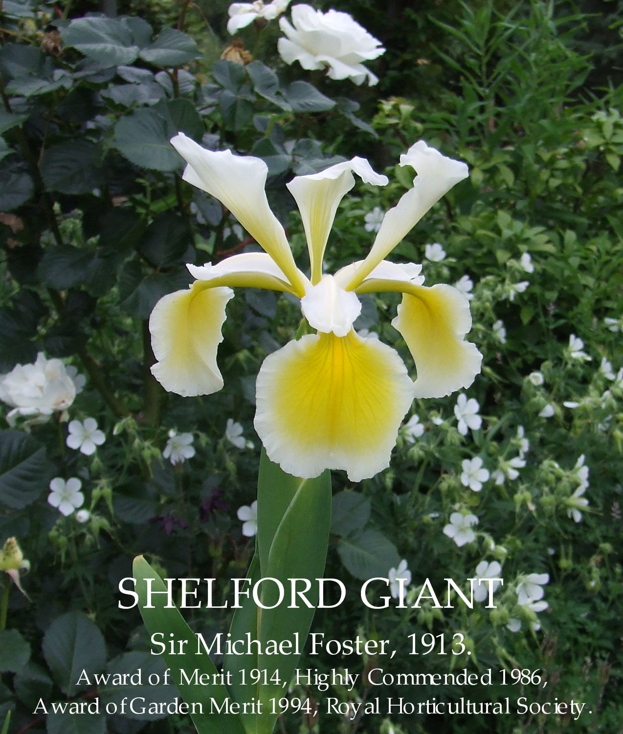 March 2013 ~ HERITAGE IRISES