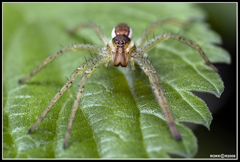 MACROEXPERIENCE: RAGNI