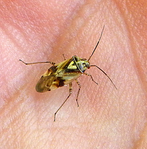 HUESCA Y LA SIERRA DE GUARA: Gemeine Wiesenwanze Lygus pratensis Carl ...