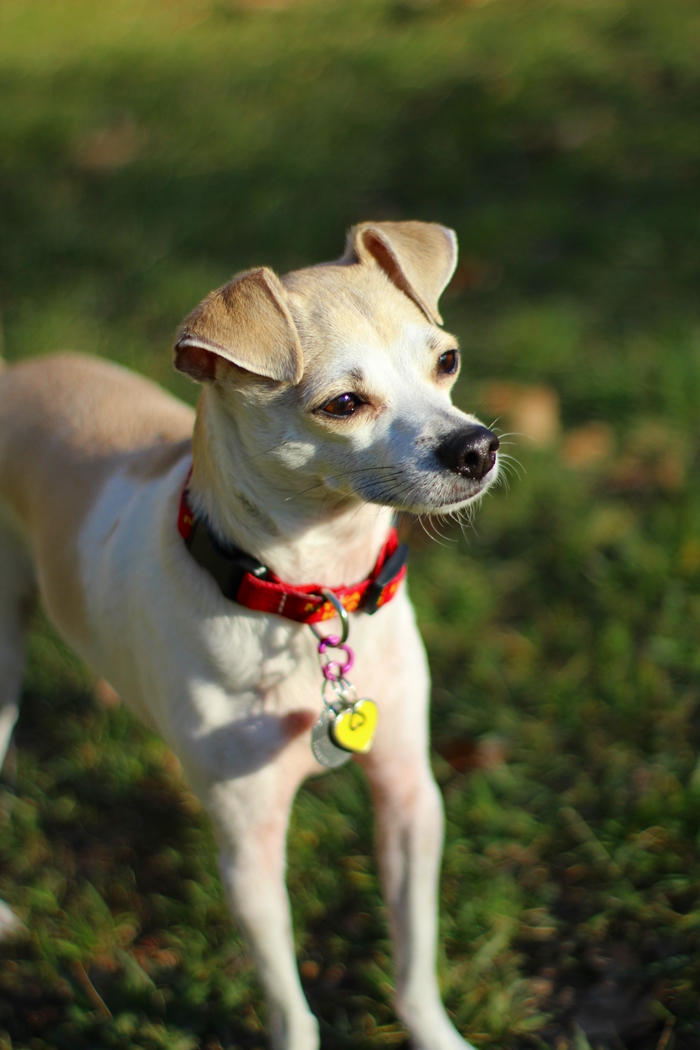 HAPPYHAZEL: How to Take Great Dog Photos! - 10 Secrets from a Dog Mommy