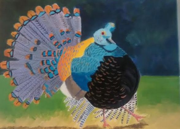 The Joyful House: Ocellated Turkey Portrait