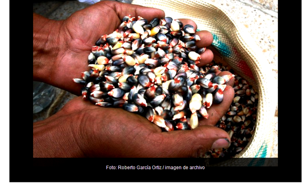 EtiquetadoYa: Vitamaíz, semilla azul híbrida, no transgénica, creada en ...