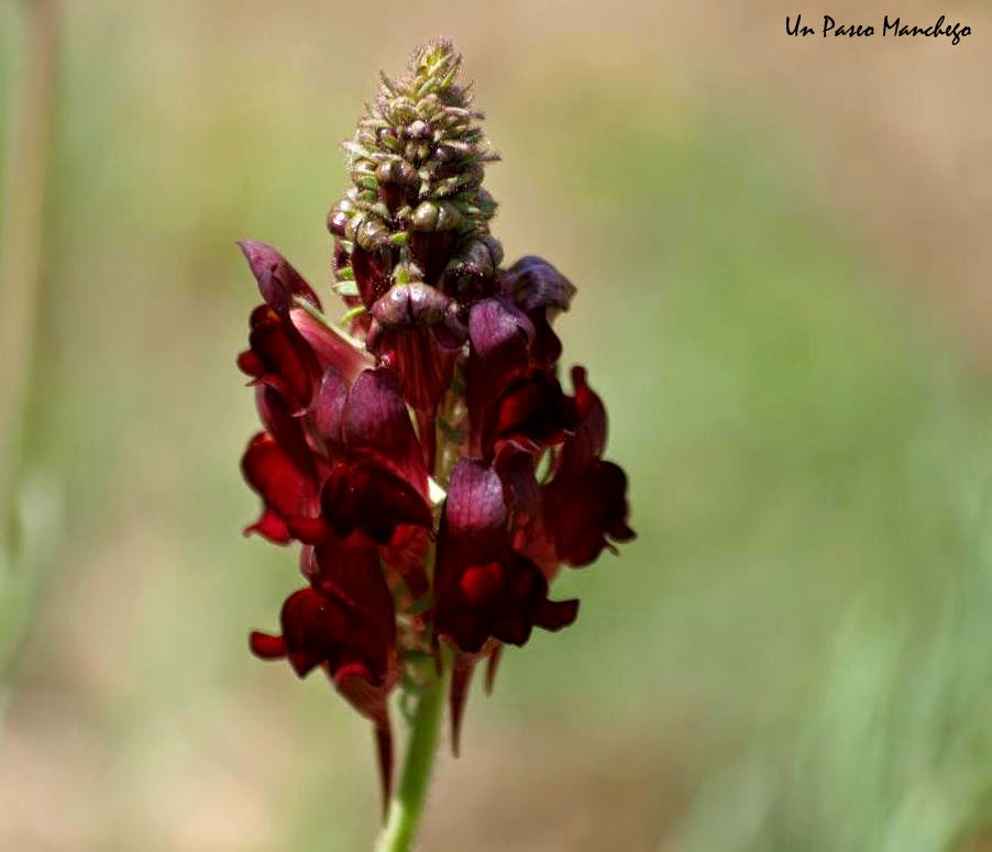 Un Paseo Manchego: Linaria roja (Linaria aeruginea).