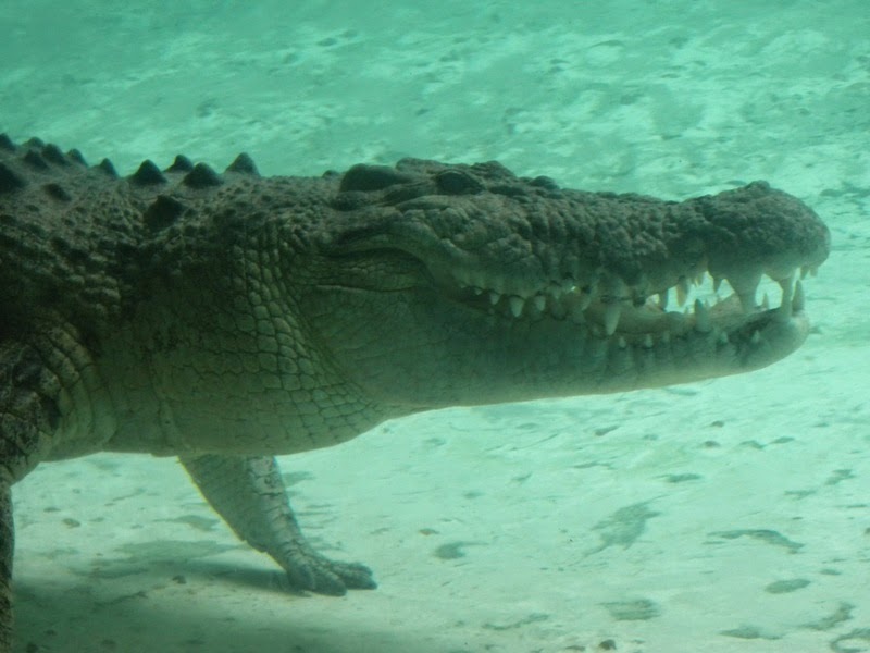 The Zoo Review: Zoo Review: St. Augustine Alligator Farm and Zoological ...