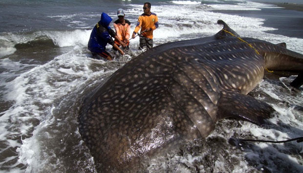 Ikan Hiu Tutul Kembali Terdampar Mati di Pantai Selatan Jawa ...