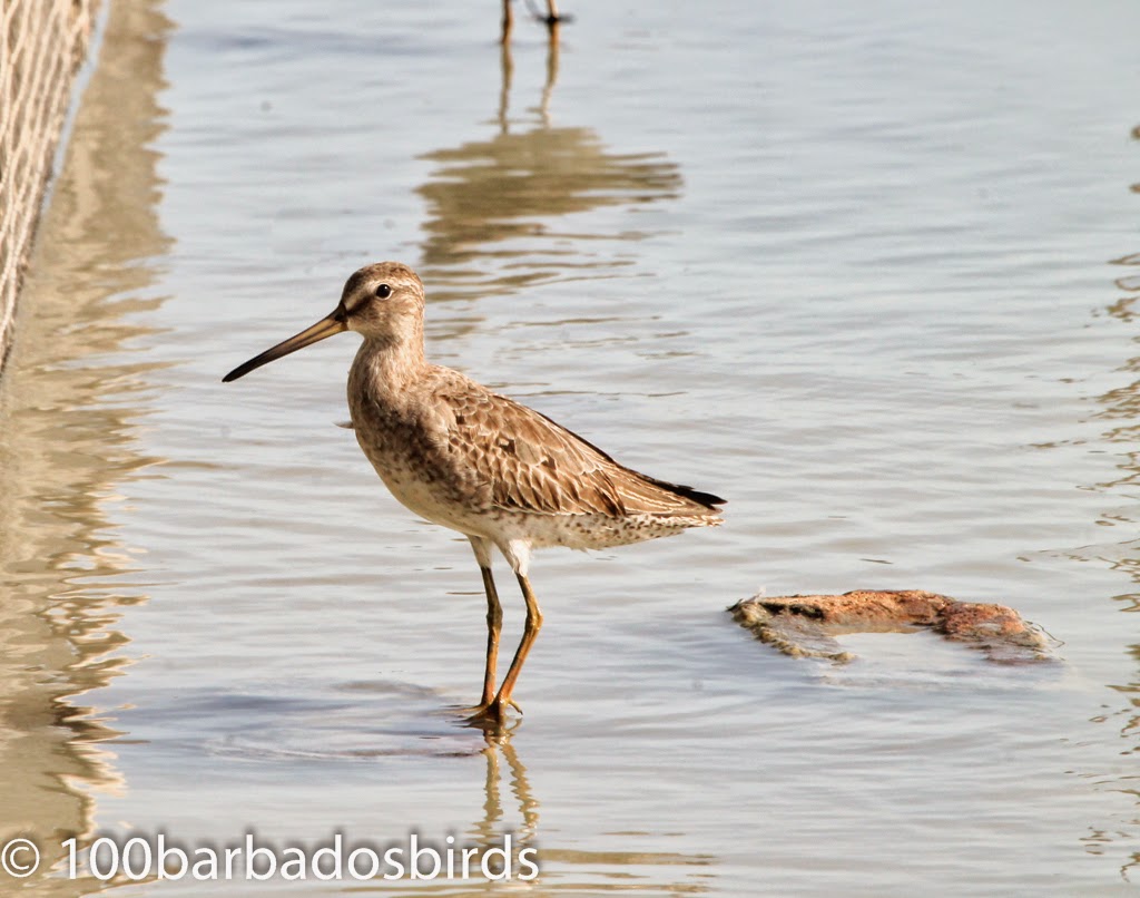 Birds of Barbados: Birding the Third Weekend of November (Photographs)