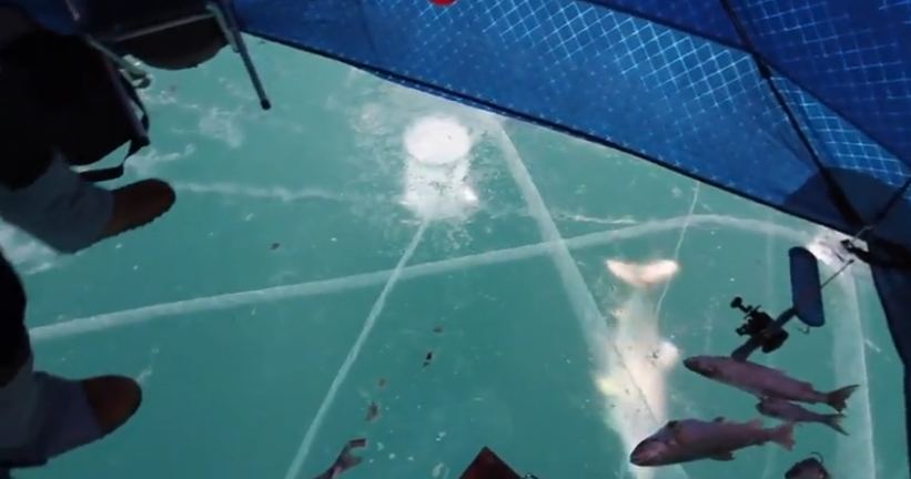 BIG TROUT FISH CAUGHT UNDER THE FROZEN ICE. - Best Right Way