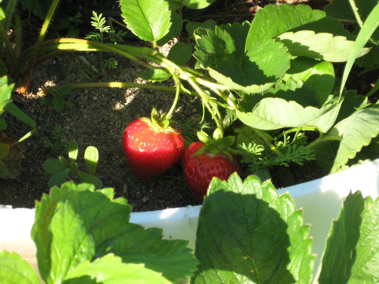 ND Homekeeper: Strawberry Season