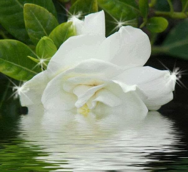 BUNGA RAYA BUNGA MALAYSIA... - karya ku : paridah ishak