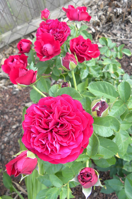 Red Dirt Roses: Braveheart for Sherman