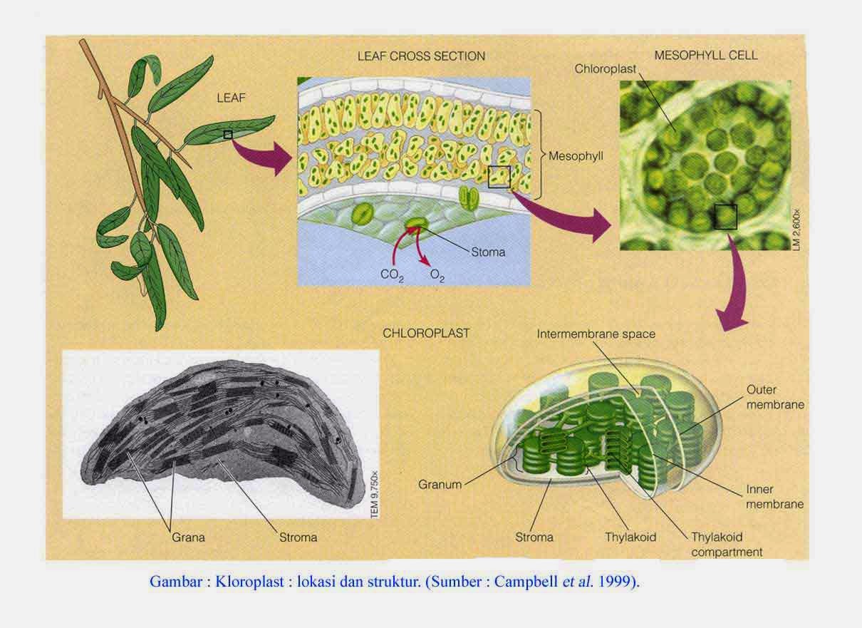 Proses Fotosintesis Pada Tumbuhan