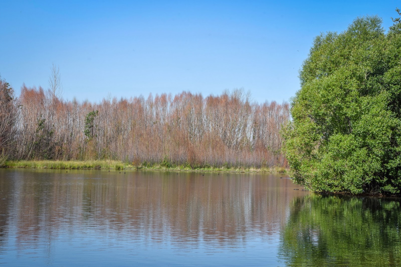 Paws Awhile: Lake Poaka