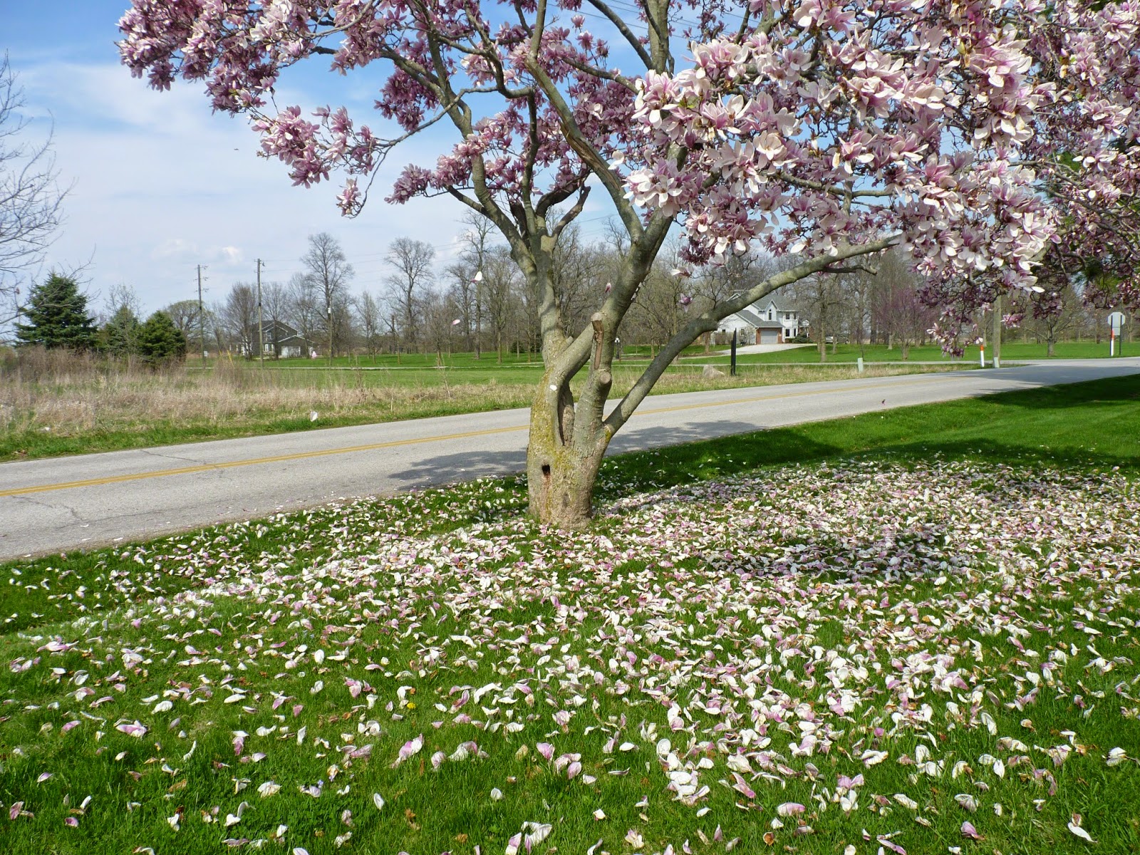 Second Looks: How to Photograph Falling Magnolia Blossoms