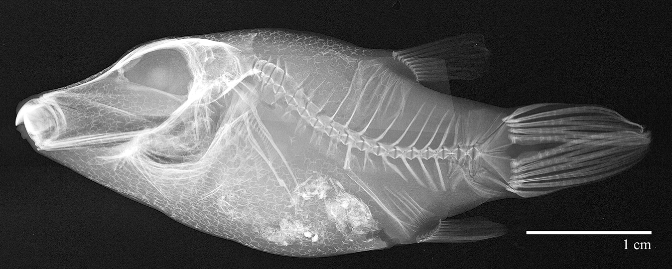Sciency Thoughts: A new species of Pufferfish form French Polynesia.