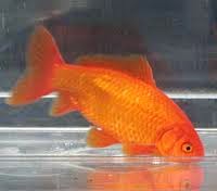 The Spontaneous Goldfish: Goldfish Types