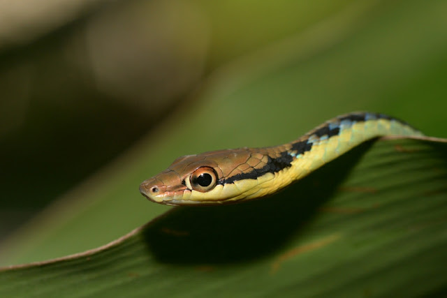 Ular Asli Indonesia: Dendrelaphis haasi